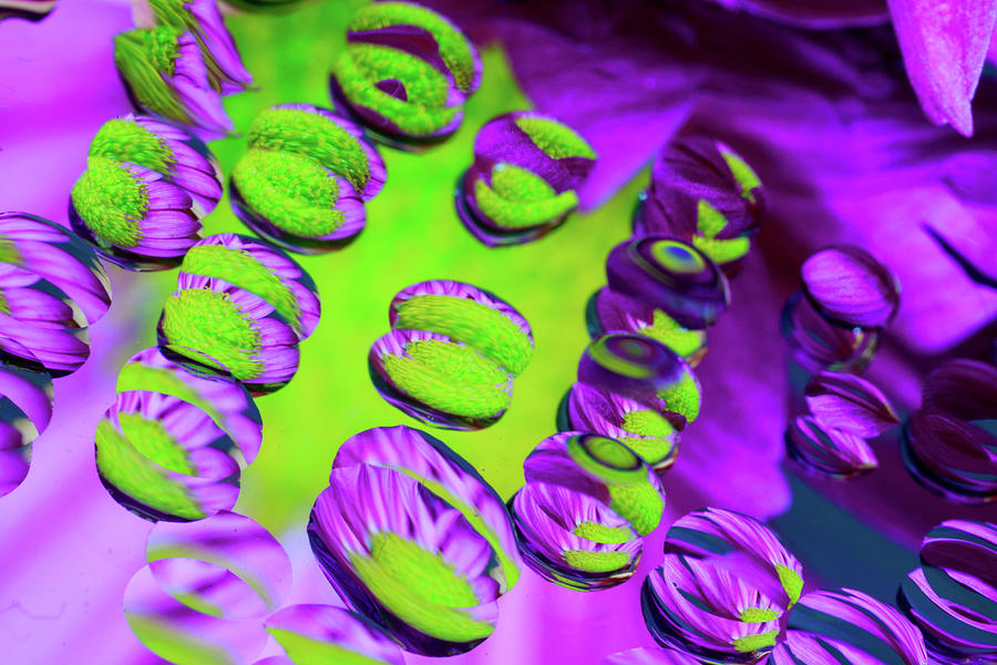 Viridescent florets Photograph by Deepak Kumar | Fine Art America