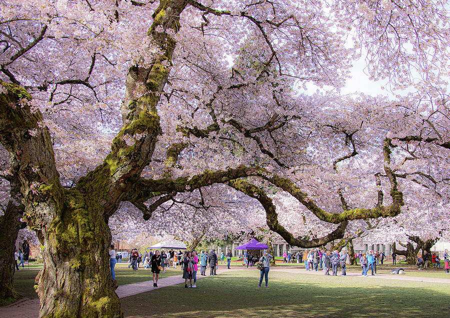 Visiting the cherry blossoms at the University of Washington- 6 ...