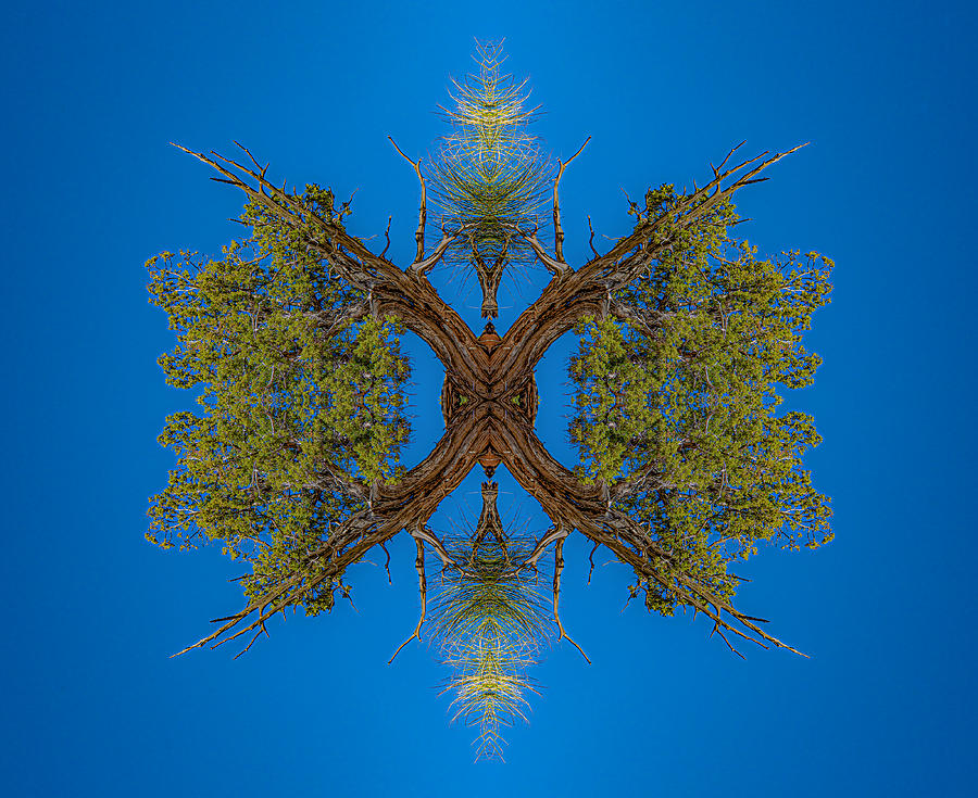 Visitor Digital Art by Ross Decker - Fine Art America