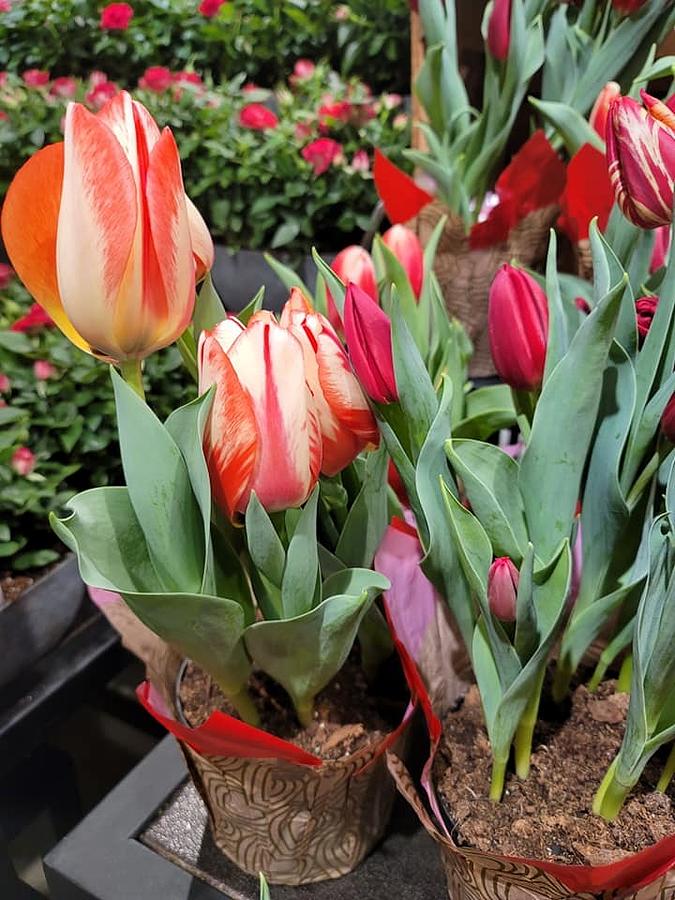 Voluptious Red Tulips Photograph by Charlotte Gray - Fine Art America
