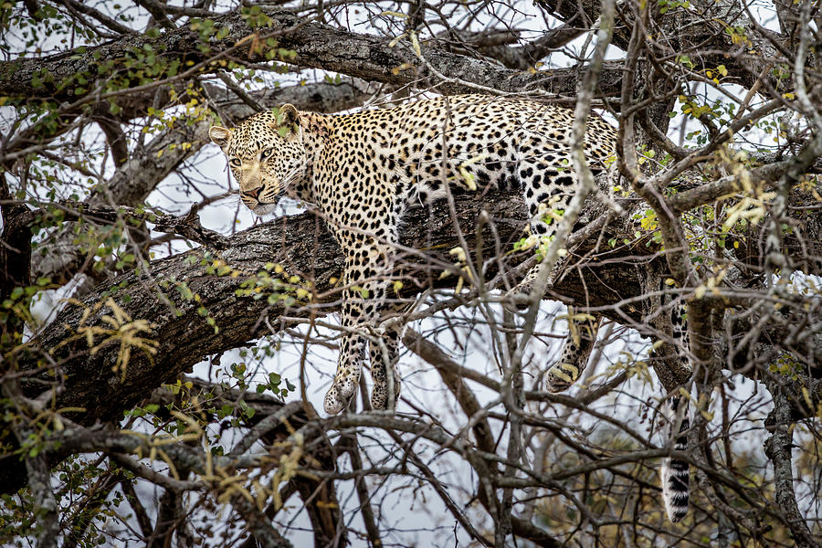 Waking Leopard Photograph by Peter De Groot - Fine Art America