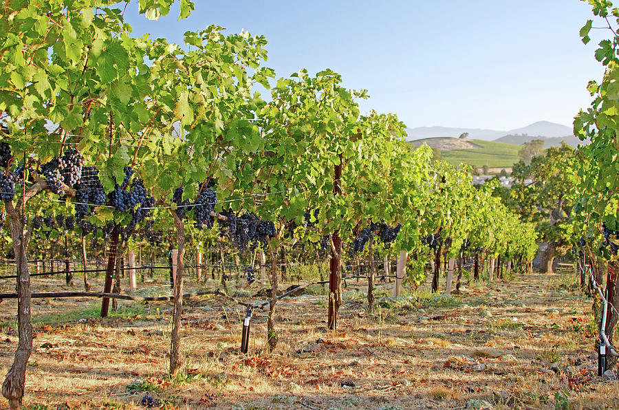 Walking in a vineyard Photograph by Long Tran - Fine Art America