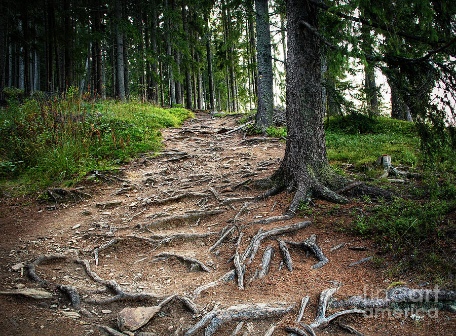 Walkway In The Forest With A Root System Photograph by Jozef Jankola