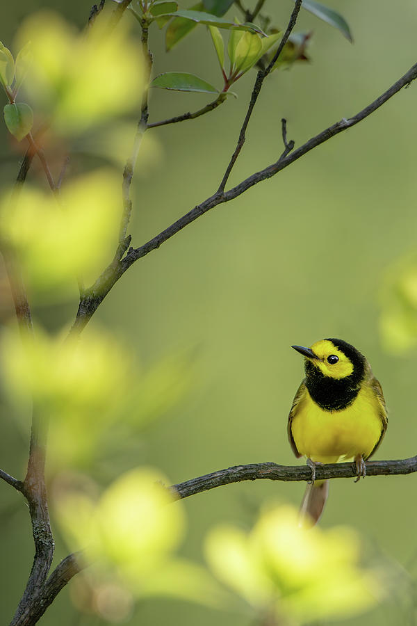 Warbler and Blossoms Photograph by Nick Kalathas Nature's Moments ...