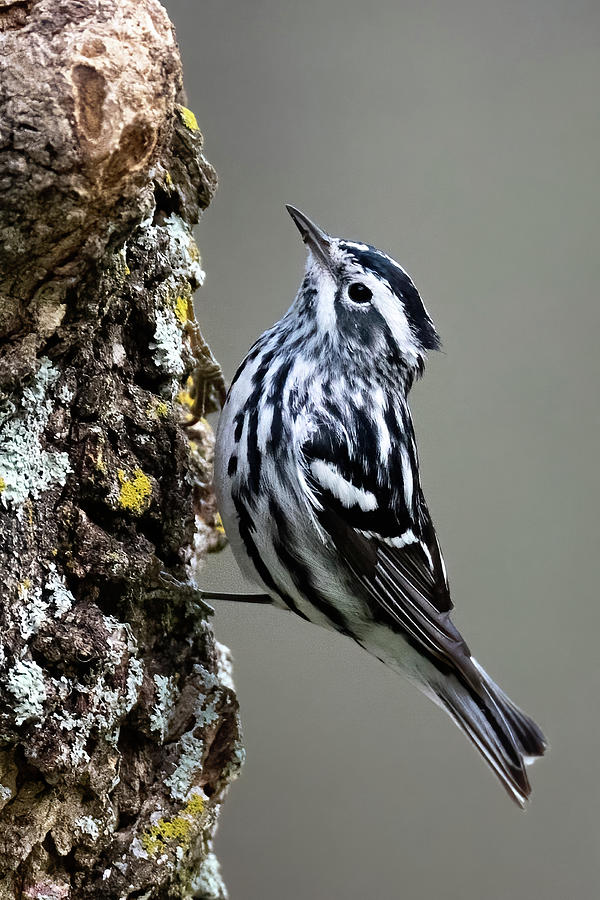 Warbler Announcing Spring Photograph by Nick DiGennaro - Fine Art America