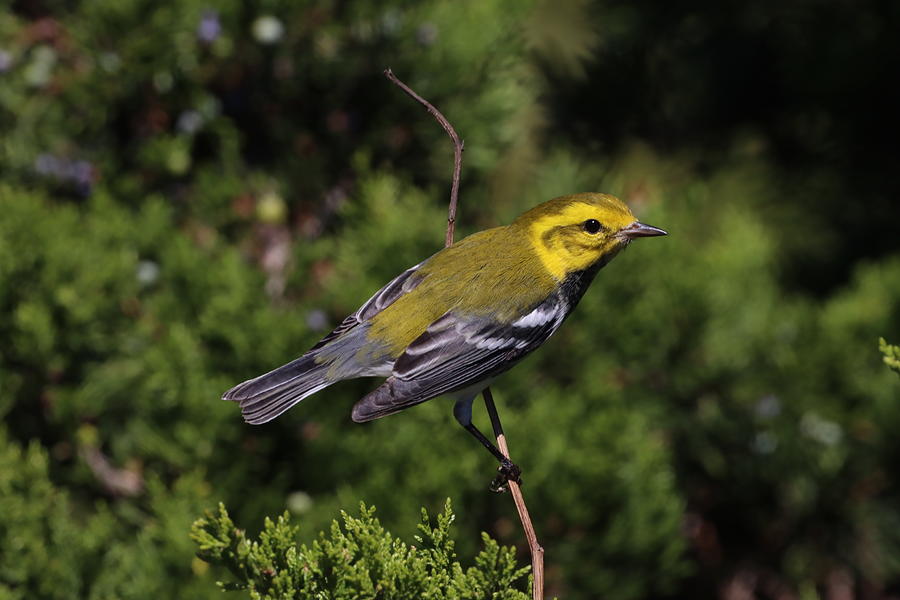Warbler Photograph by Chele Ware - Fine Art America