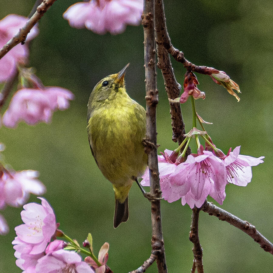 Warbler in the Pink - Life List #89 Photograph by Brian Morefield ...
