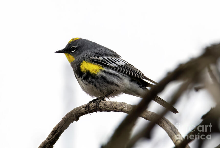 Warbler Perched Photograph by Michael Dawson - Fine Art America