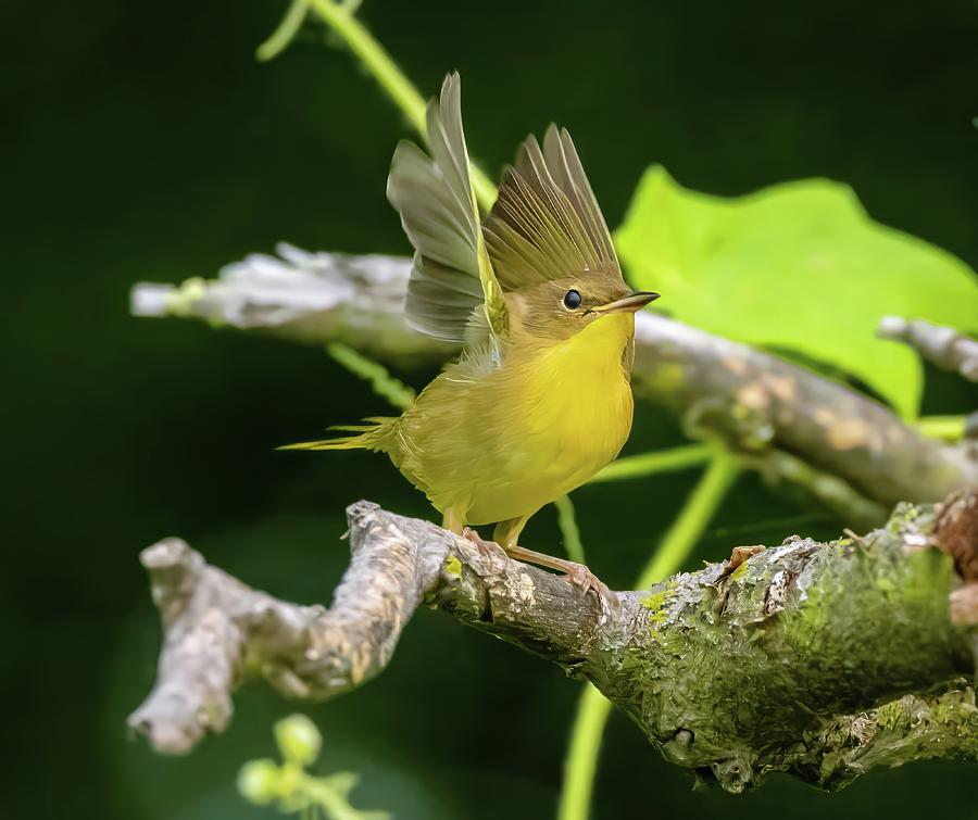 Warbler ready for Take off Photograph by Franklin Baker - Fine Art America
