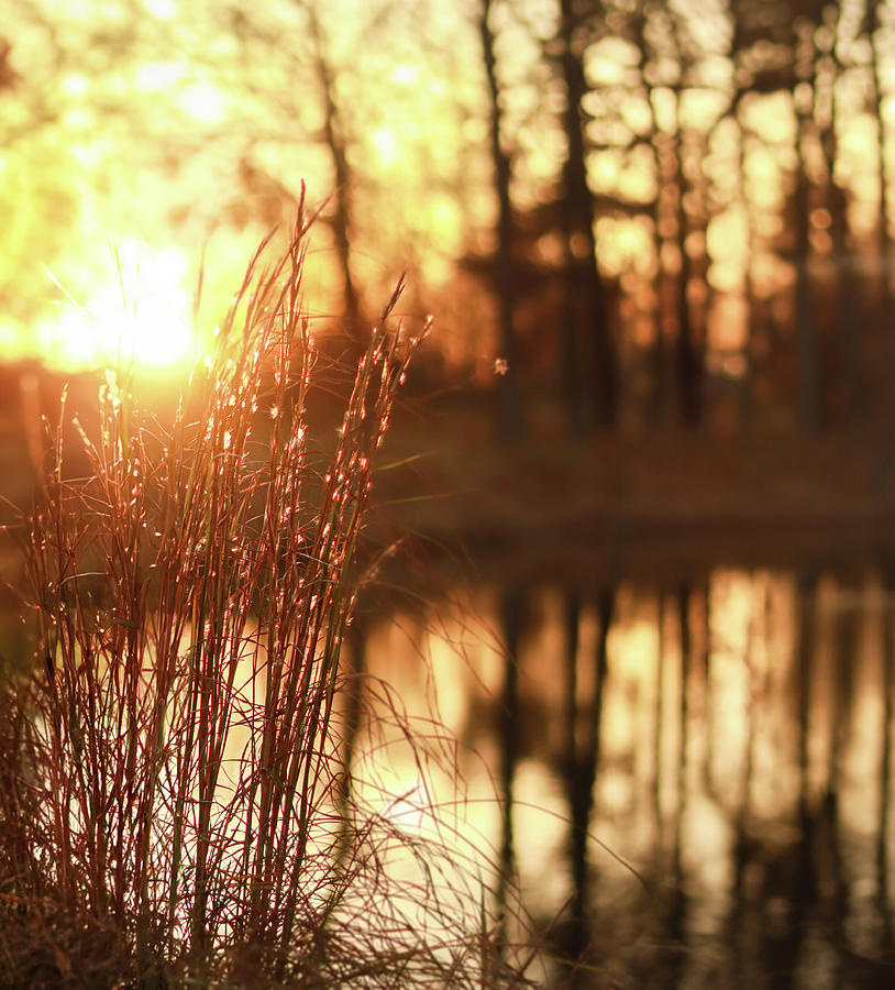 Warm Amber Sun Photograph by Destiny Fisher - Fine Art America
