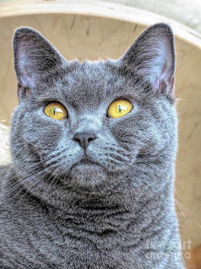 Watching Chartreux Cat Photograph by Elisabeth Lucas - Pixels