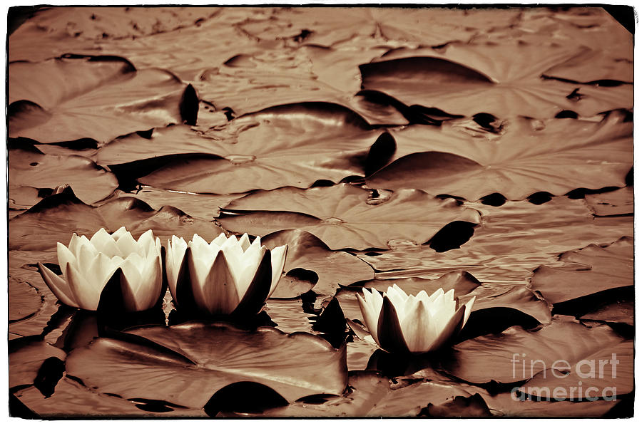 Water Lilies Sepia 2005 Photograph By Michael Ziegler Fine Art America