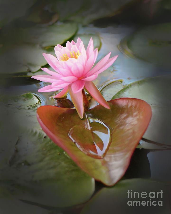 Water Lily Digital Art by Tim Cheney - Fine Art America