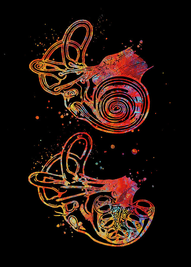 Watercolor Cochlea Of Inner Ear Anatomy Watercolor Print Audiologist ...