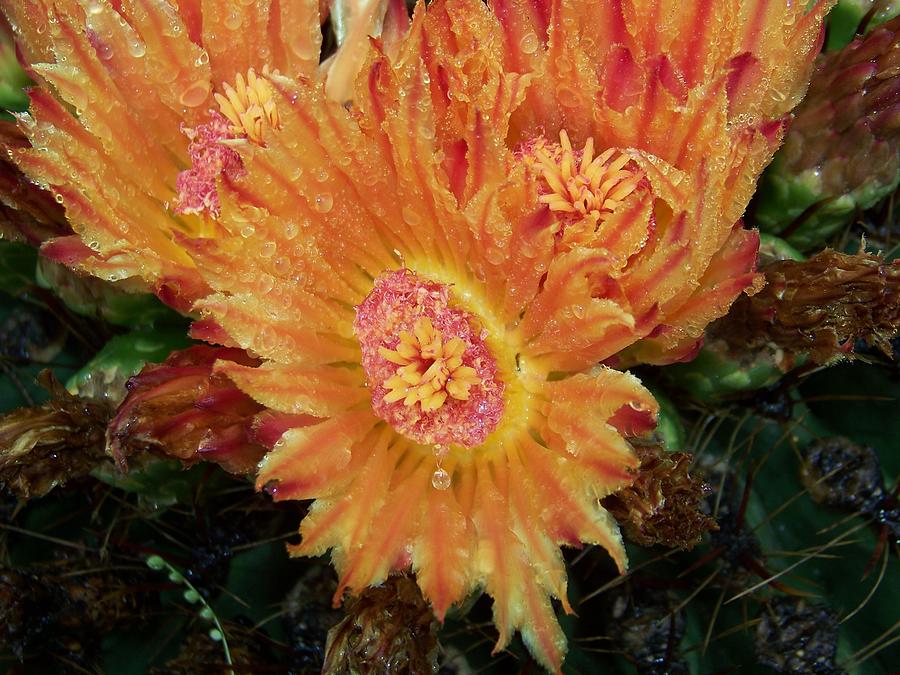 Wdcf Photograph by Ann Hughes - Fine Art America