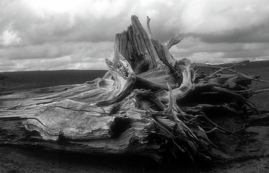 Weathered Tree Photograph by Dave Mills - Fine Art America