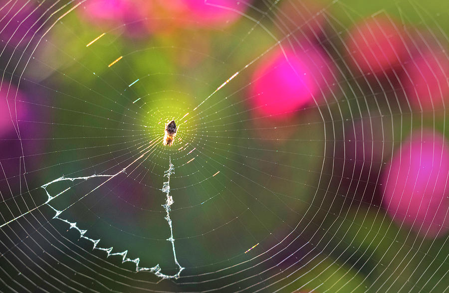 Web of Life Photograph by Jim Austin Jimages | Pixels