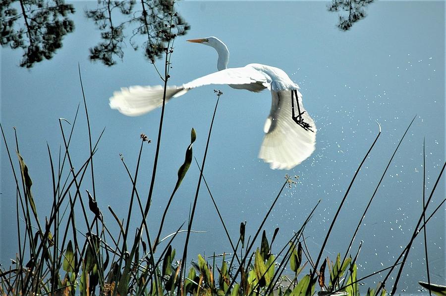 Wet Take Off Photograph By Russell Francis Mckinnon Fine Art America