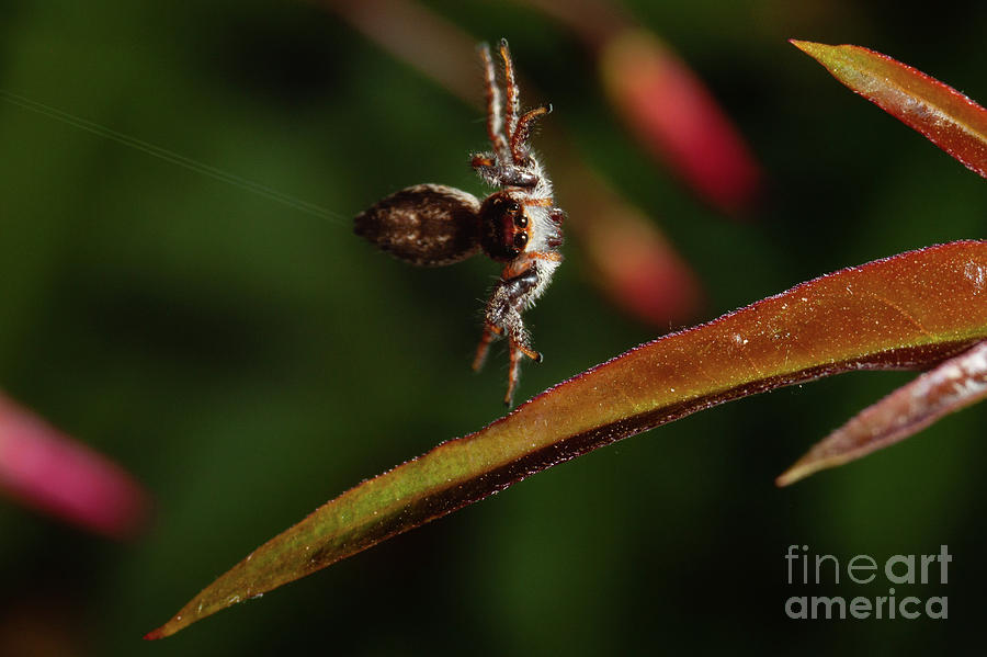 Wheeeeee Photograph by David Glaser | Fine Art America