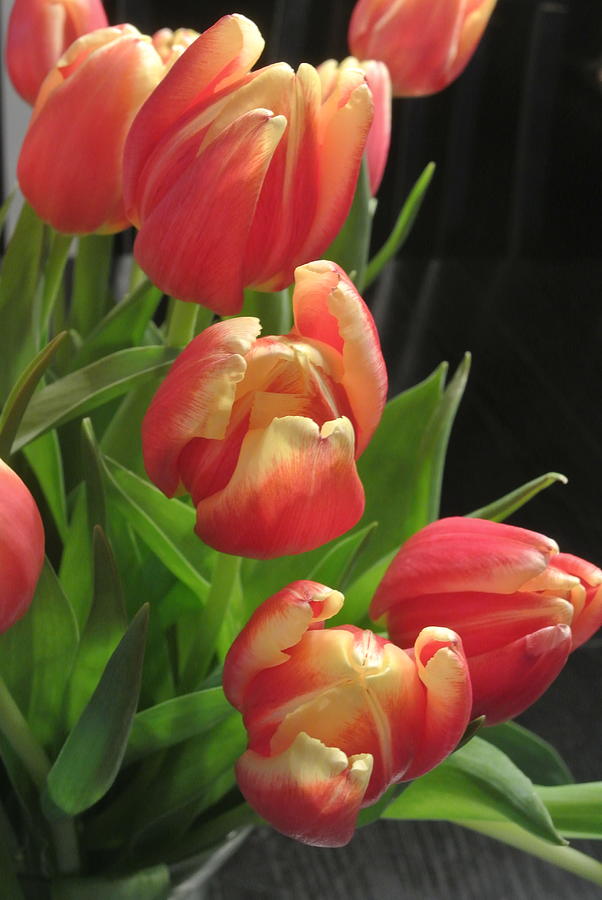 When It's Spring Again v Photograph by Lynne Iddon - Fine Art America