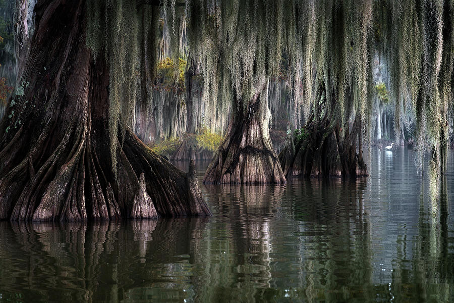 Whispers of the Bayou Photograph by Rick Berk - Fine Art America