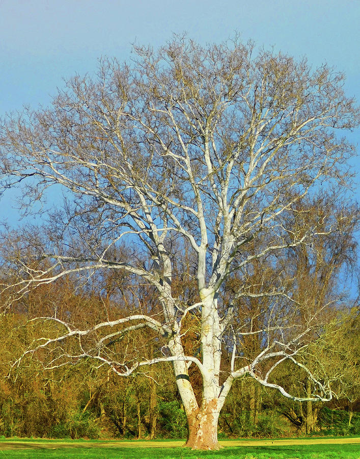 White Birch at Hains Point in DC Photograph by Emmy Marie Vickers ...