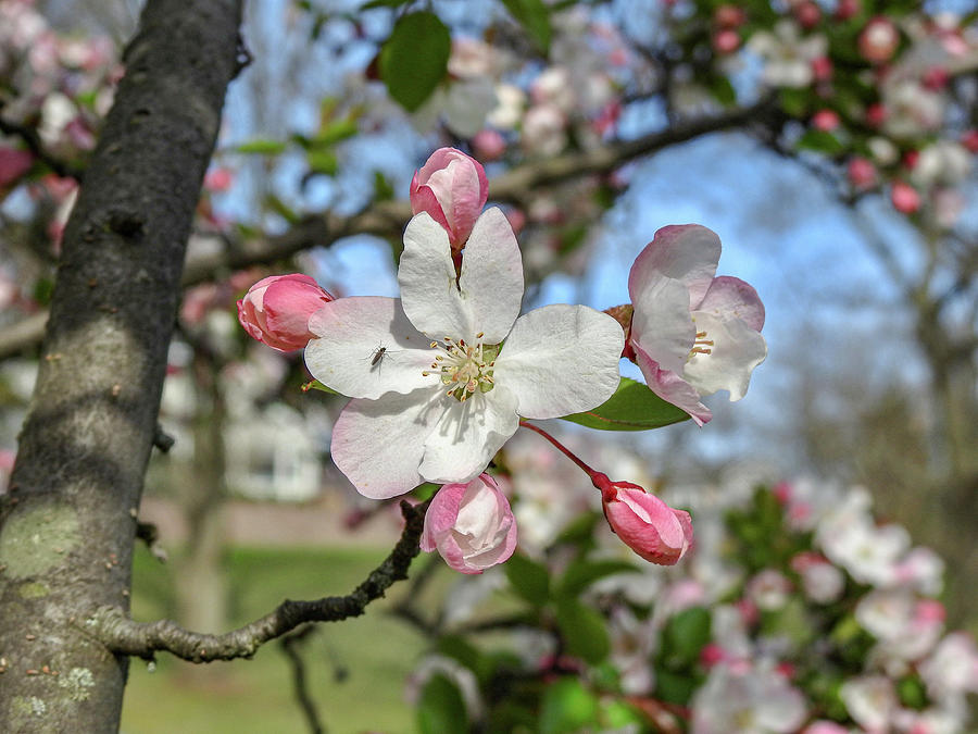 White Cherry Tree Bloom Photograph by Marge Sudol - Fine Art America