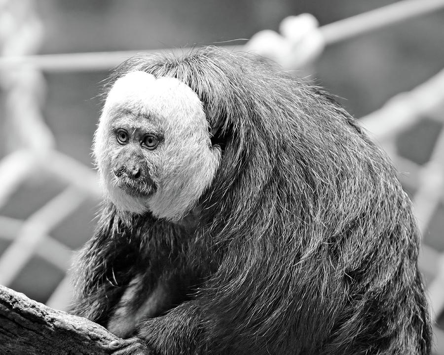 White-faced Saki Monkey Photograph by Luis Alegria - Fine Art America