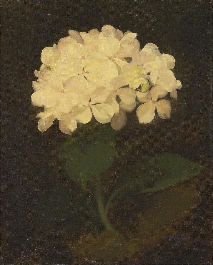 White Hydrangea Drawing by Stuart Park - Fine Art America