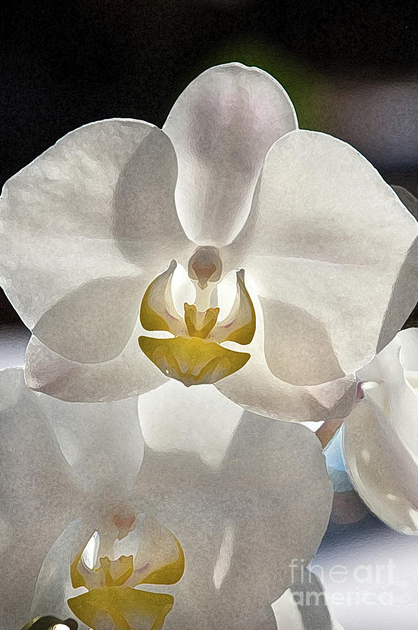 White Orchid Watercolor Photograph By Michael Ziegler Fine Art America