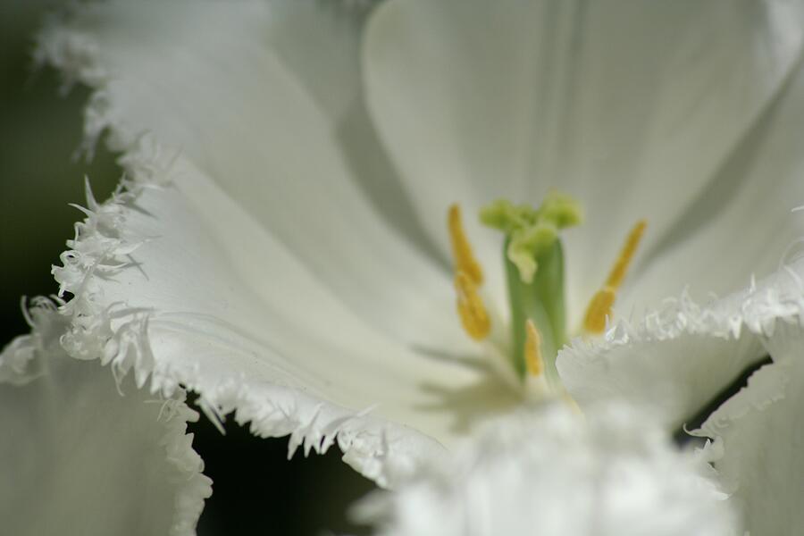 White Parrot Tulip Photograph by Christine Beaudry - Fine Art America