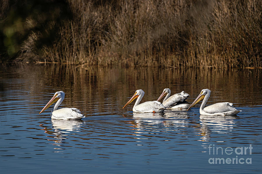 White Pelicans on the Bayou Photograph by Joan McCool - Fine Art America