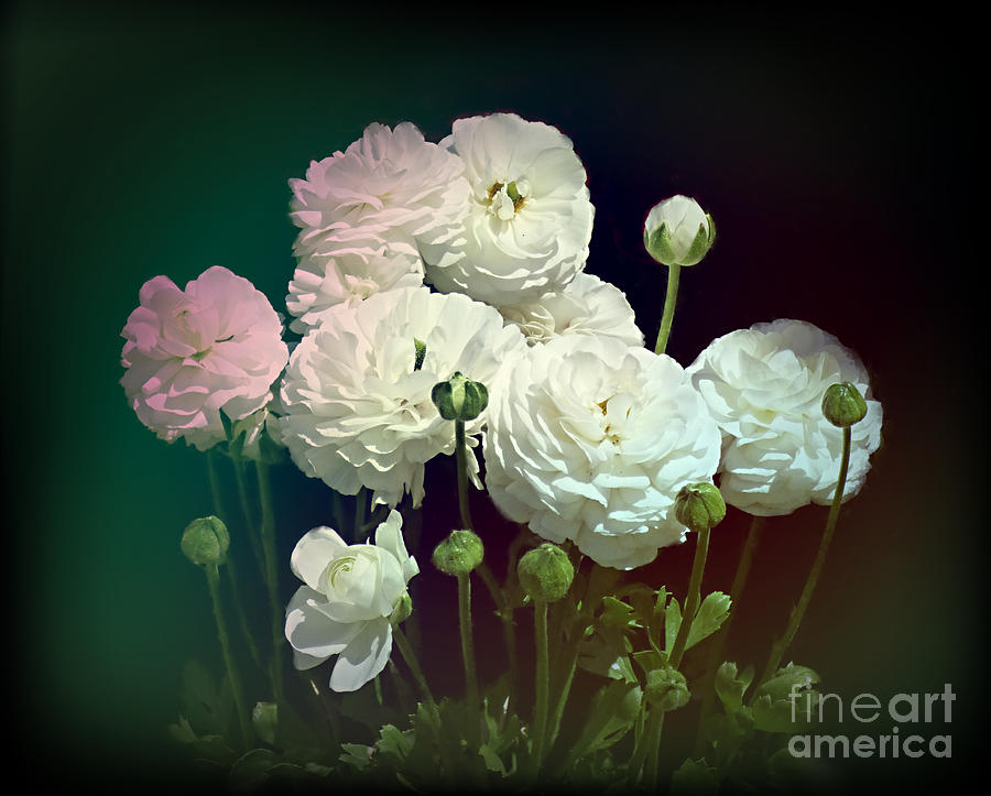 White Ranunculus Photograph by Trudee Hunter - Fine Art America