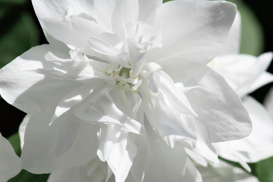 White sun Photograph by Patrick Kessler | Pixels