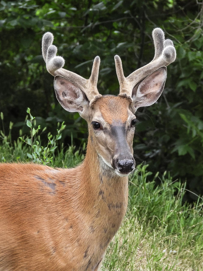White-tail Buck/Velvet Antlers 5-4090 Photograph by Aileen Brunner ...