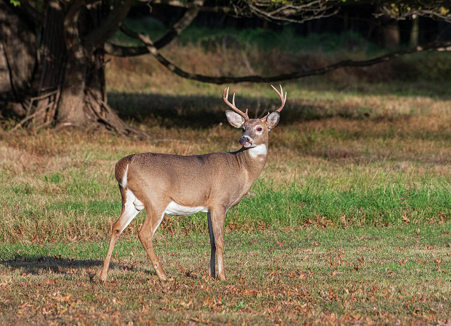 White Tail Deer Photograph by Deborah Springer - Fine Art America