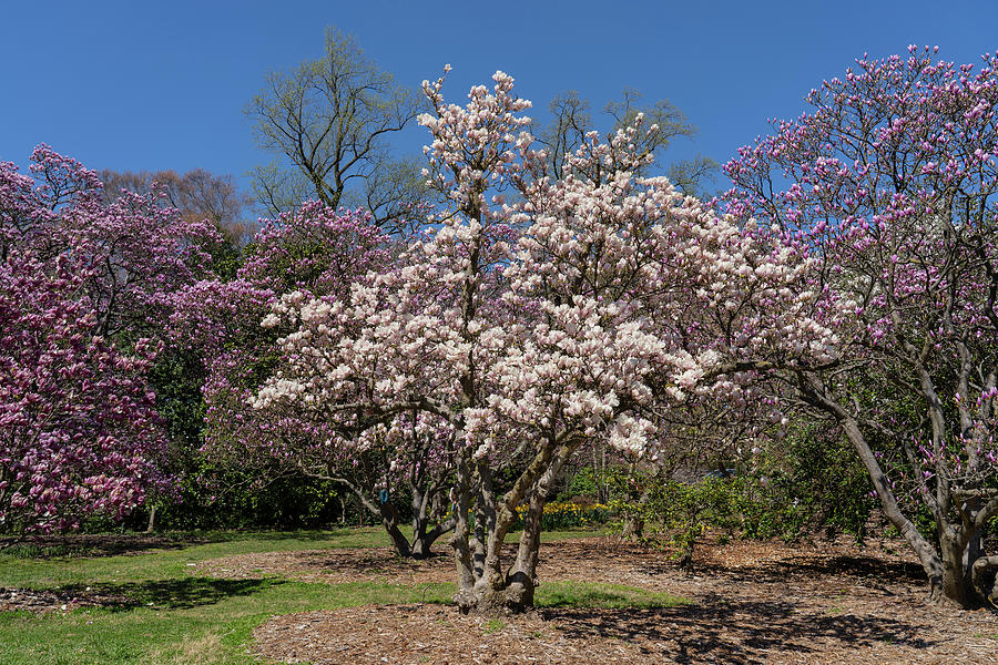 White Tulip Magnolia Tree Photograph By Carrie Goeringer Fine Art America