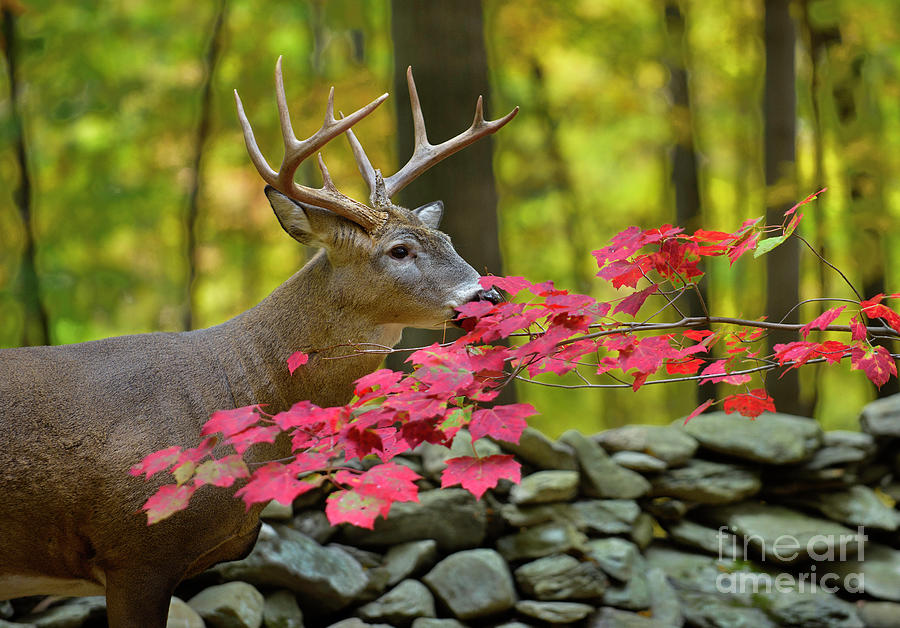 Whitetail Buck Swamp Maple I Photograph by Gary W Griffen - Pixels
