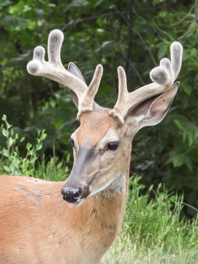 Whitetail Buck/Velvet Antlers 3-4087 Photograph by Aileen Brunner ...
