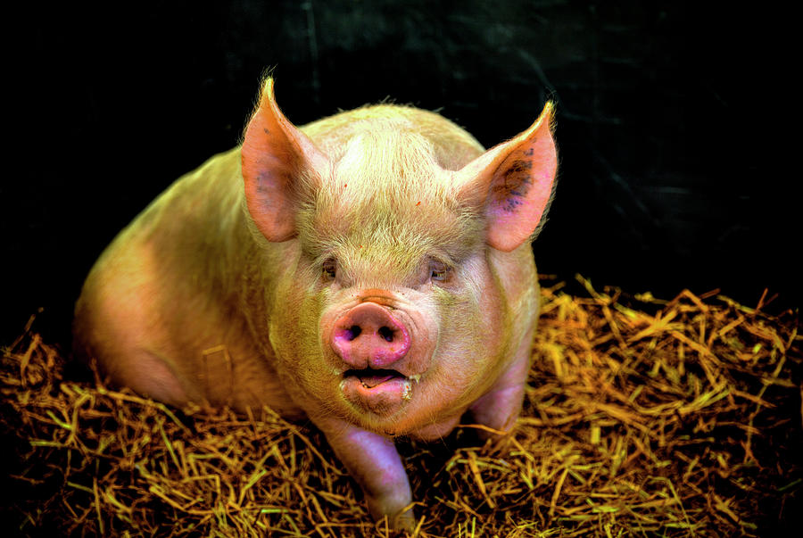 Who Are You Calling A Pig? Photograph by Paul Thompson - Fine Art America