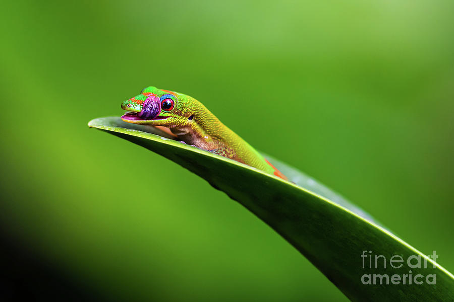 Who wants da Big wet Kiss Photograph by Phillip Espinasse - Pixels