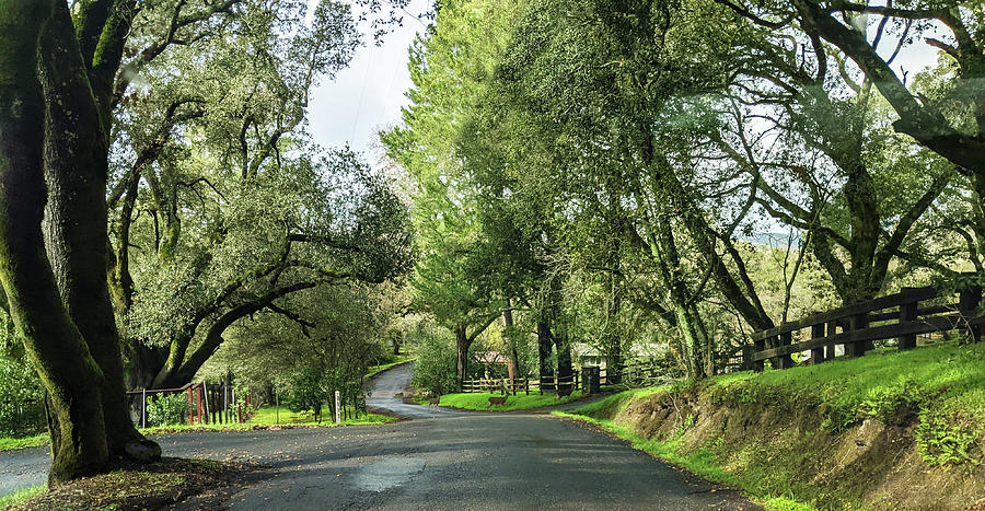 Wide Green Path Photograph by Pauline Darrow - Pixels