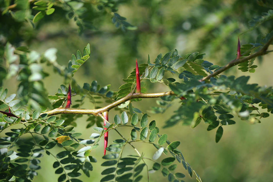 Wild Acacia Tree Thorns of Red Photograph by Gaby Ethington - Fine Art ...