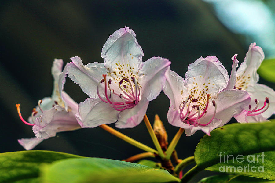 Wild azaleas SEA_124 Photograph by Howard Stapleton - Fine Art America