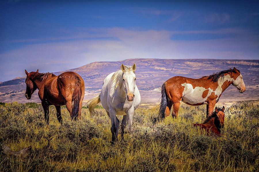 Wild Mustang Colt Charging Photograph by Blair Ball - Pixels