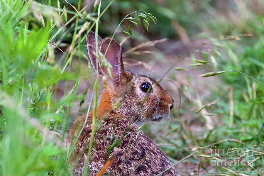 Wild rabbit in the grass Photograph by Teapowered Photography - Fine ...