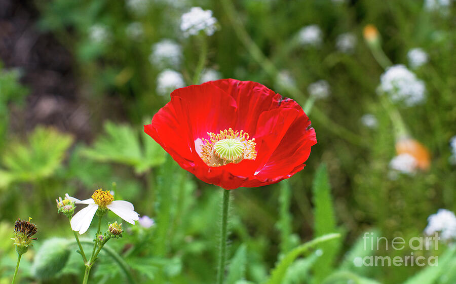Wild Red Poppy Photograph by Felix Lai - Fine Art America