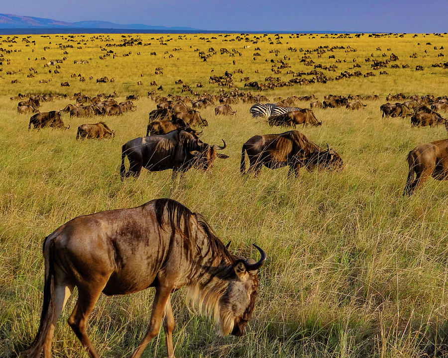 Wildebeest on Masai Mara - Kenya Photograph by Julie A Murray - Fine Art America