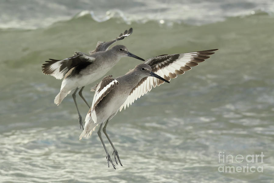 Willets Landing On The Beach 2857 Photograph By Marvin Reinhart