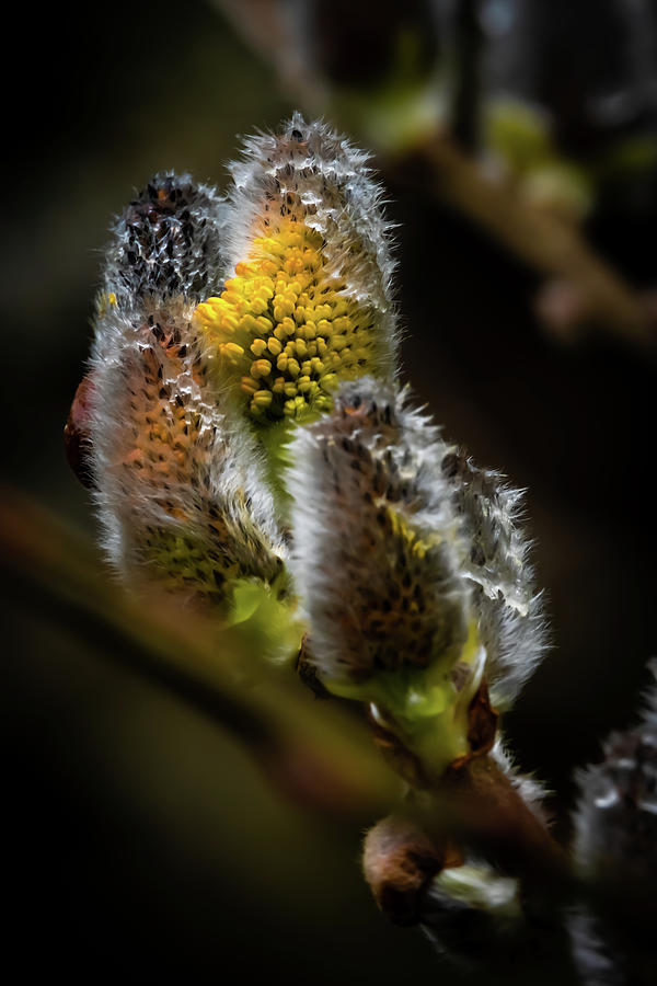 Willow Spring Photograph by David Demarest - Fine Art America